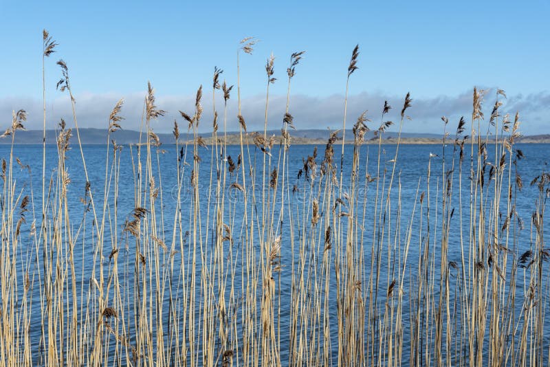 Sunlight at the Reed in Spring Stock Image - Image of landscape ...