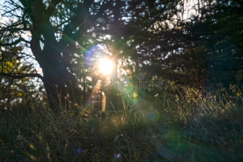 Sunlight Reflects from Behind a Tree Onto Grass on the Ground and ...