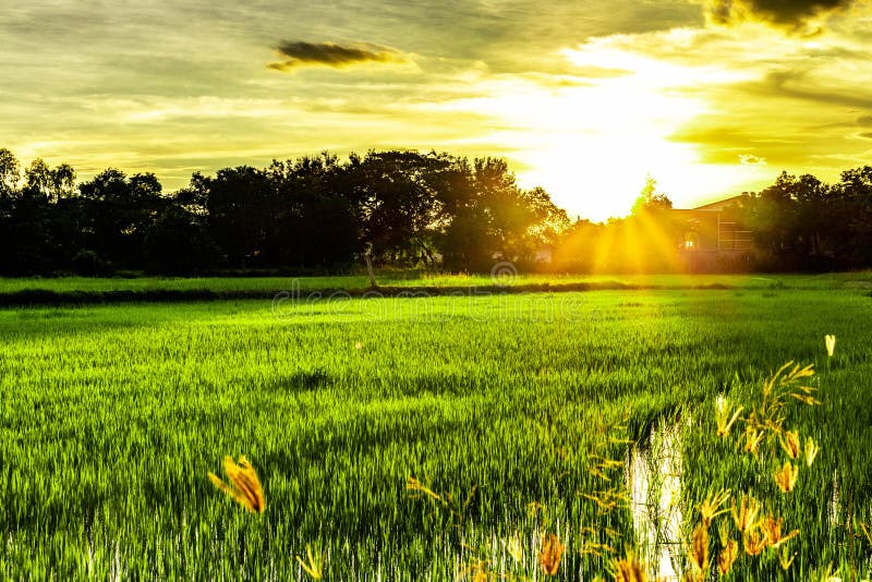 Dry Rice In Sunlight, Thailand Is Ready To Be Processed Into Products ...
