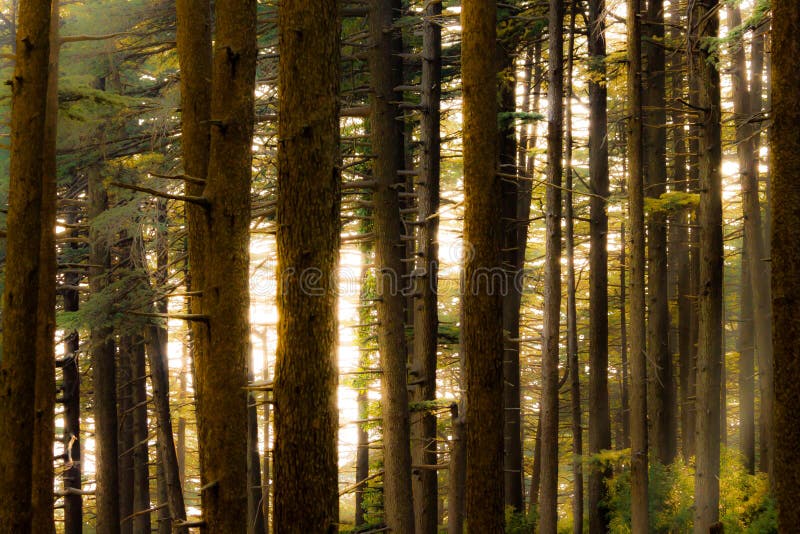 Sunlight Scattering through the Trees in a Forest. Stock Photo - Image ...