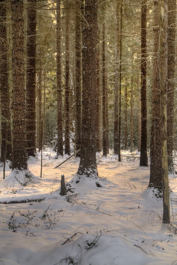 Sunlight and Shades on Snow Forest Stock Photo - Image of winter, snow ...