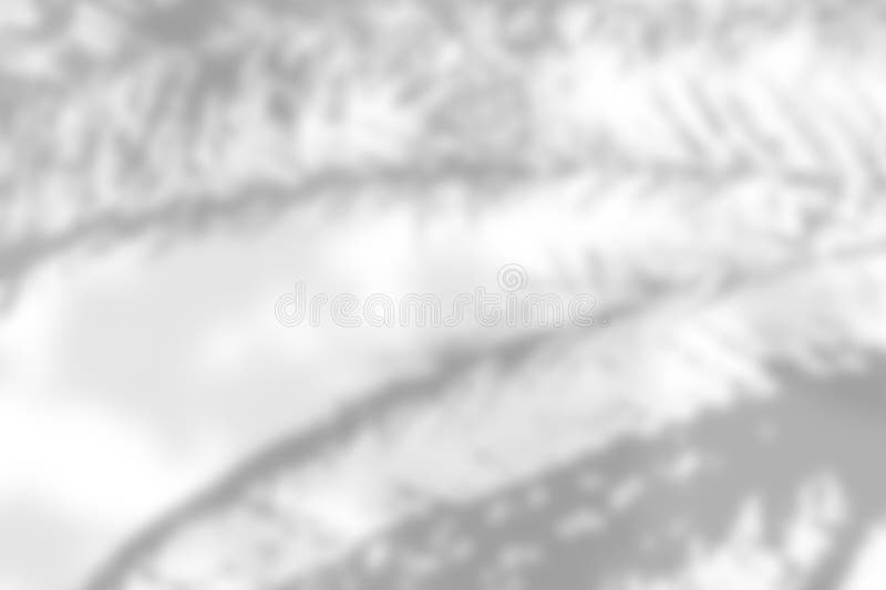 Sunlight Shadow on Abstract White Wall Background Texture Stock ...