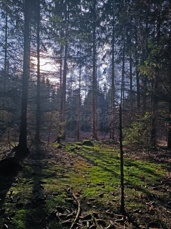 Sunlight and Shadow in Nature Park Forest Stock Image - Image of rays ...