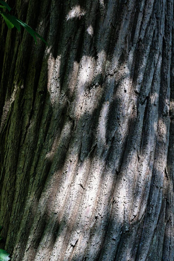 Sunlight through Shadow on Tree Trunk with Diagonal Ridge Pattern Stock ...