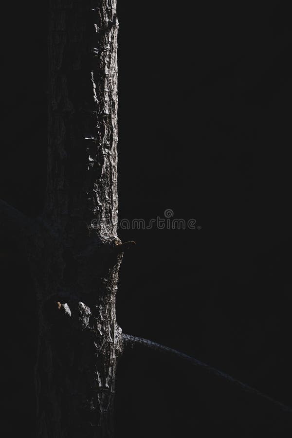 Sunlight and Shadow on Tree Trunk Surface in Dark Tone Style Stock ...
