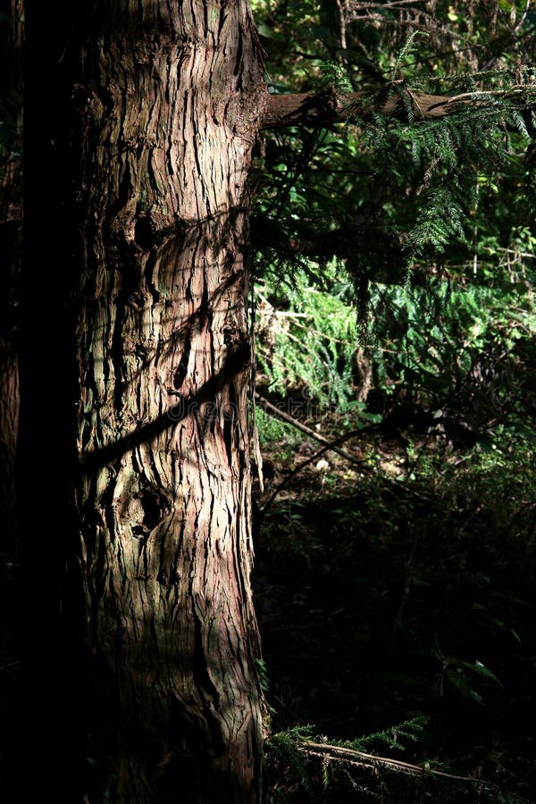 Sunlight and Shadow on the Trees Stock Photo - Image of landscape ...