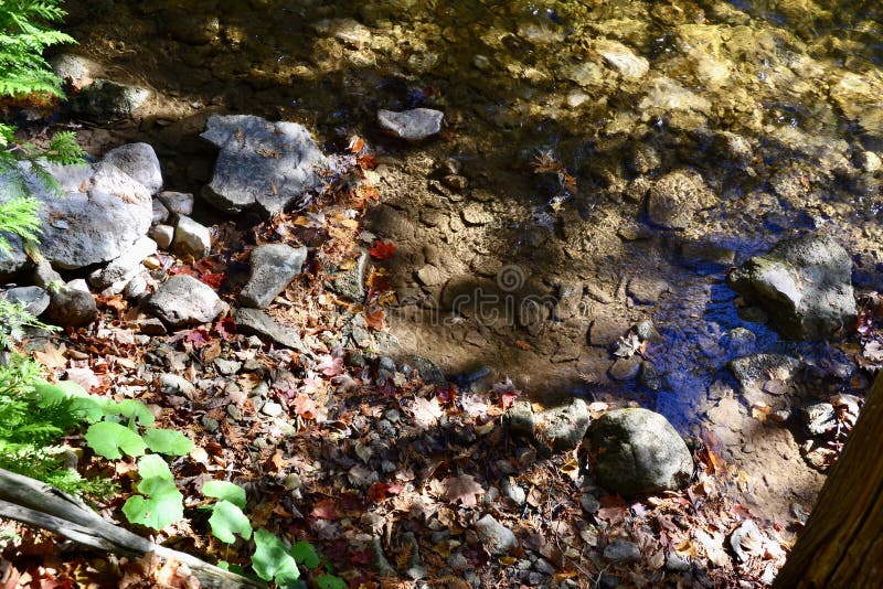 Sunlight and Shadows at Edge of Shallow Stream Along Hiking Trail at ...