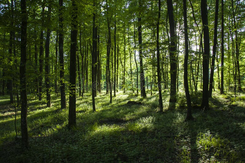 Sunlight and Shadows in the Forest Behind the Trees Stock Image - Image ...