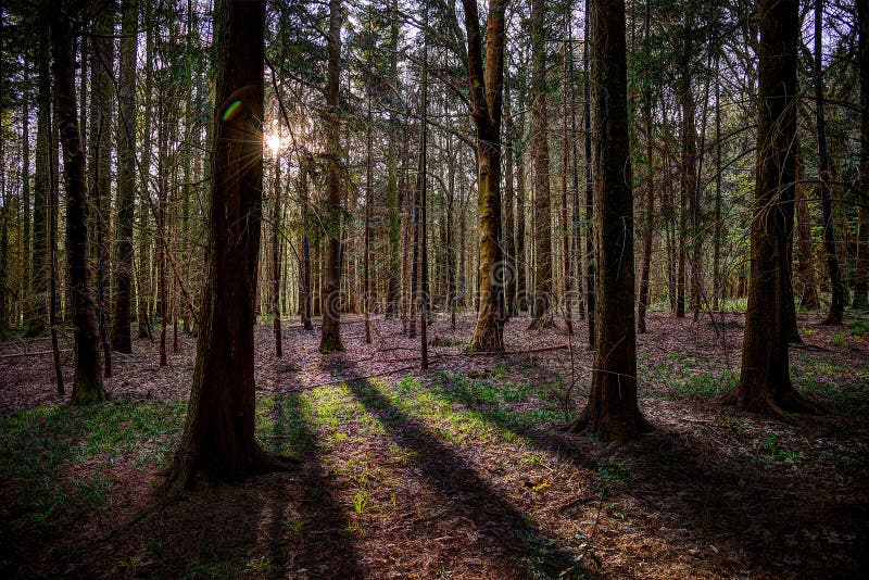 Sunlight and Shadows in the Woods Stock Image - Image of sunlight ...