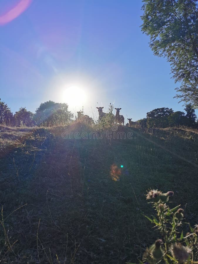 Sunlight Flares on a Summers Day Stock Photo - Image of morning ...
