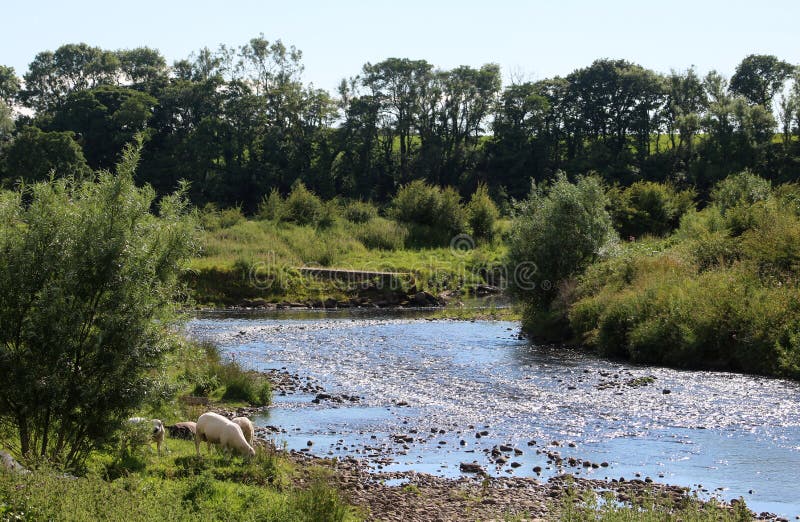 Sunlight Shimmering Off Water of River Wyre Stock Photo - Image of bend ...