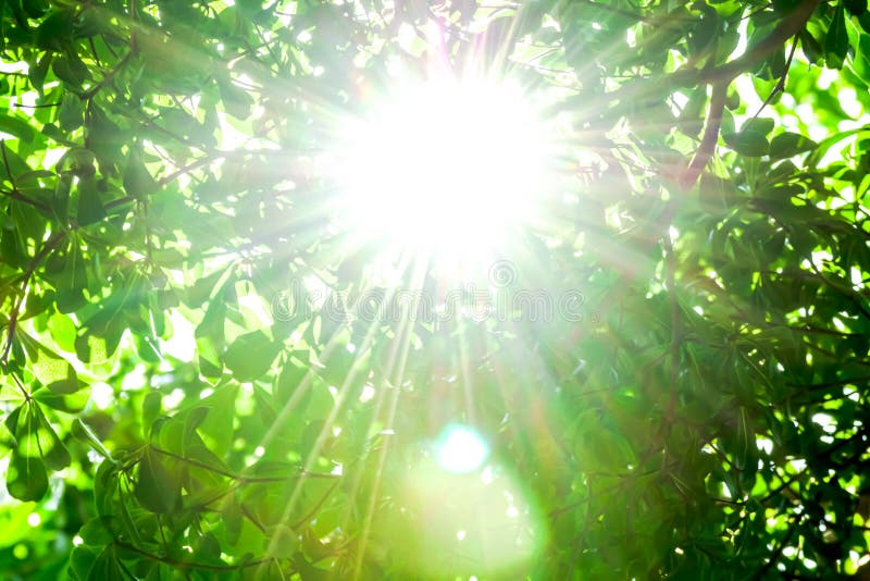Sunlight Shine and Blurred Tree Leaf for Wild Natural Background ...