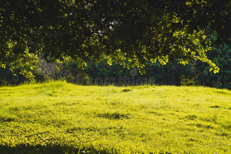 Sunlight Shine through Green Spring Park with Fresh Grass and Trees ...