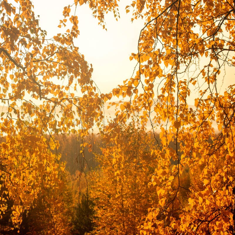 Sunlight Shines through the Autumn Foliage Stock Image - Image of rural ...