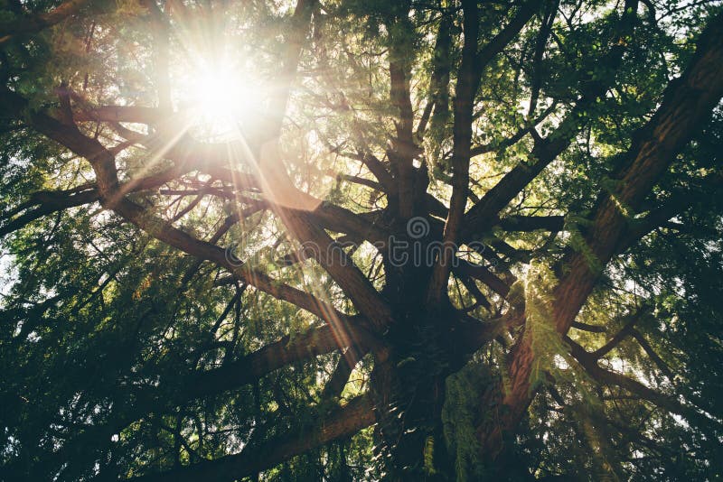 Sunlit tree canopy stock image. Image of branches, rays - 321600739