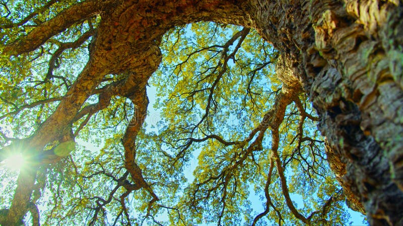 Sunlight Shines through the Branches of Tree Against Blue Sky. Big ...