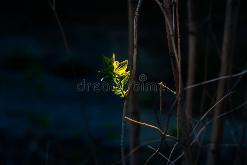 First Green Spring Leaves in the Sunlight Stock Image - Image of botany ...