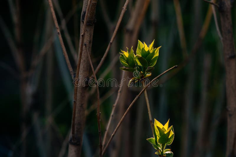 First Green Spring Leaves in the Sunlight Stock Photo - Image of ...