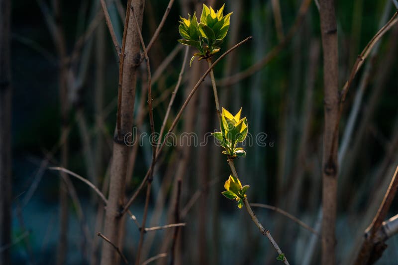 First Green Spring Leaves in the Sunlight Stock Photo - Image of ...
