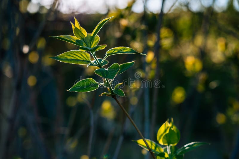 First Green Spring Leaves in the Sunlight Stock Photo - Image of ...