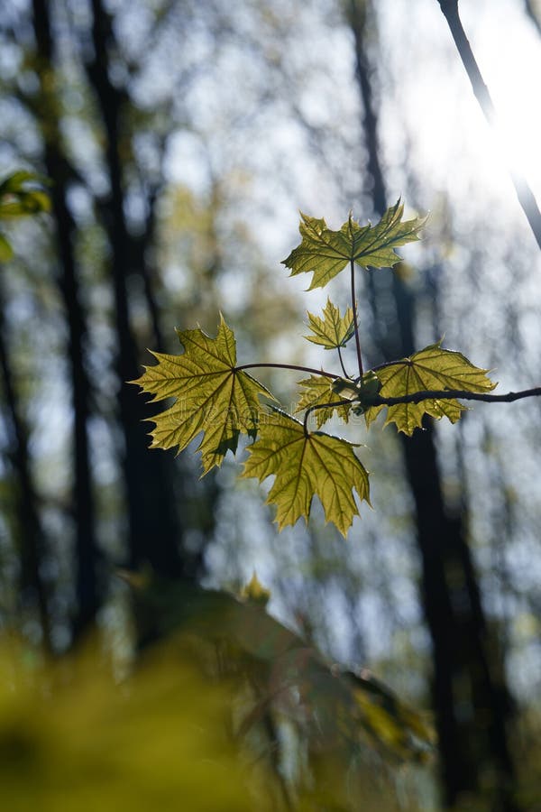 Sunlight Shines through Maple Leaves in the Forest. Stock Photo - Image of nature, people: 376333516