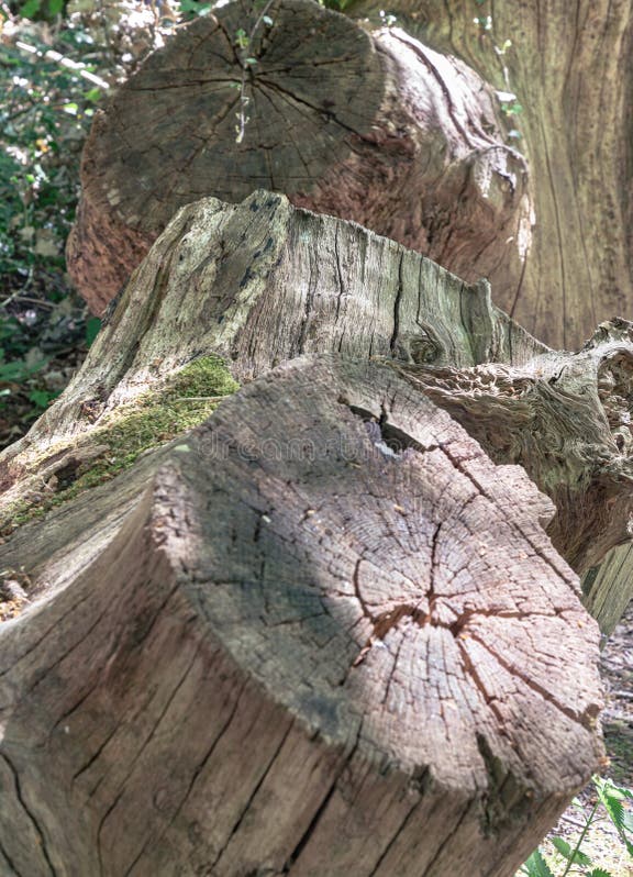 Sunlight Shines on the Surface of the Tree Stump through the Gaps ...