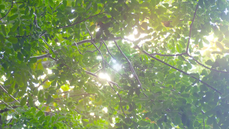 Sunlight Shines through the Tree Canopy. Stock Video - Video of ...