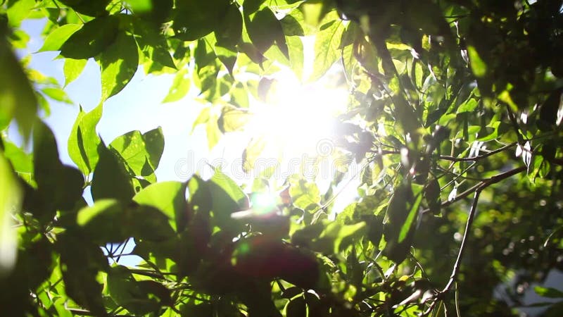 Sunlight Shines through the Trees. Stock Footage - Video of shines ...