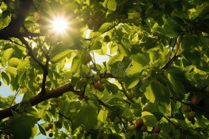 Sunlight Shining through Apple Tree Leaves Stock Illustration ...
