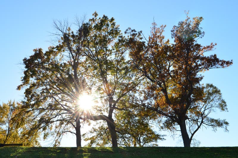 Sunlight Shining through Autumn Colored Trees Stock Image - Image of ...