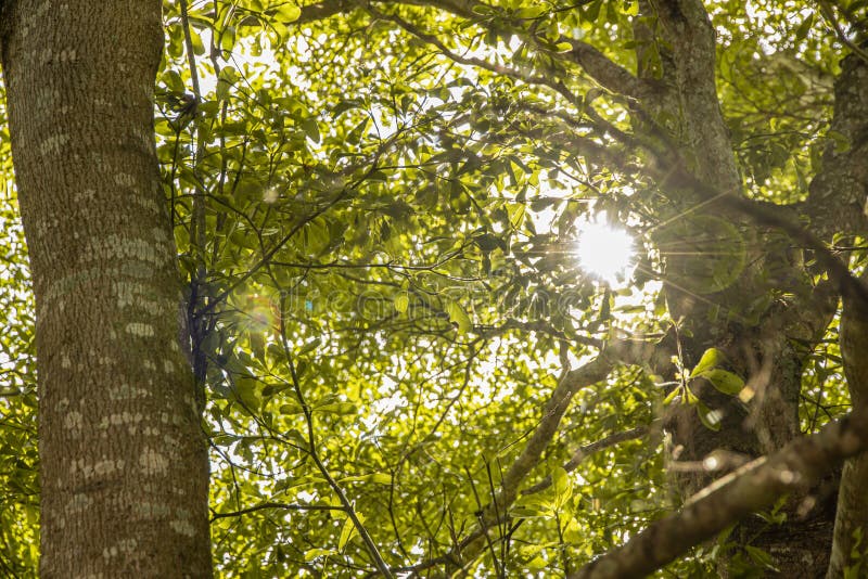 Sunlight Shining through the Big Green Trees Stock Image - Image of ...