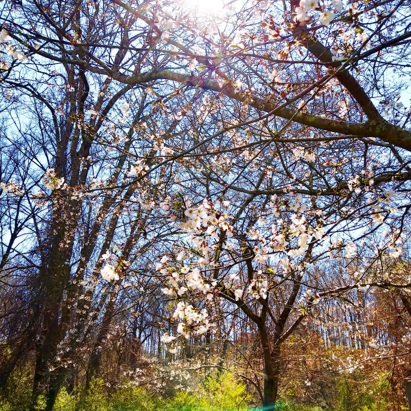 Sunlight Branches Sunshine Sun Trees Branches Spring Flowers Stock ...