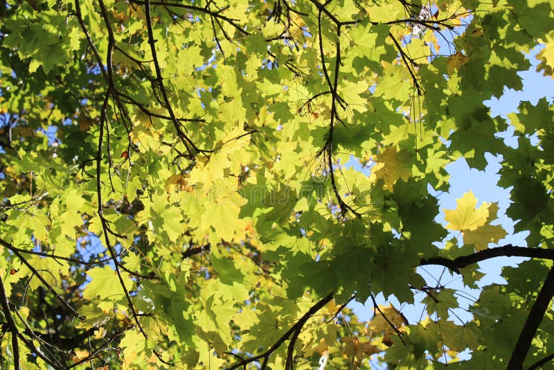 Sunlight Shining through a Canopy of Norway Maple Leaves Stock Photo ...