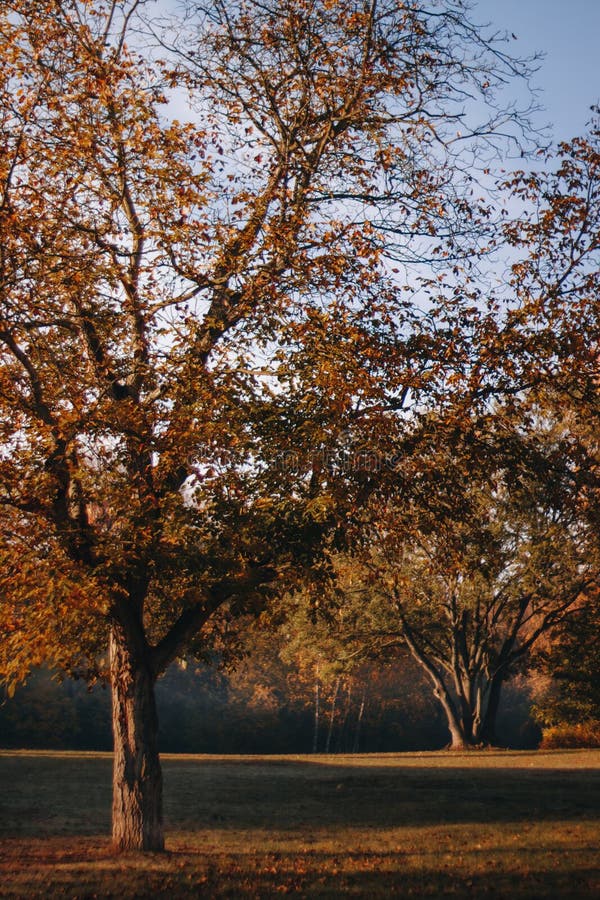 Sunlight Shining through Fall Foliage on Trees in a Meadow Stock Photo ...