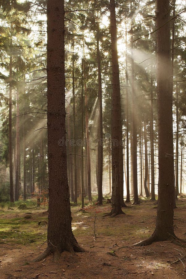 Sunlight shining in forest stock image. Image of trunks - 6315563