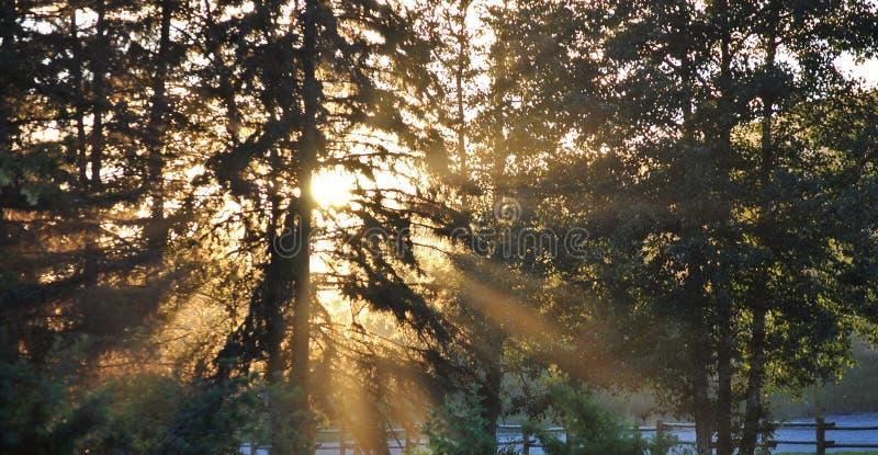Sunlight Shining through the Forrest Stock Image - Image of sunrise ...