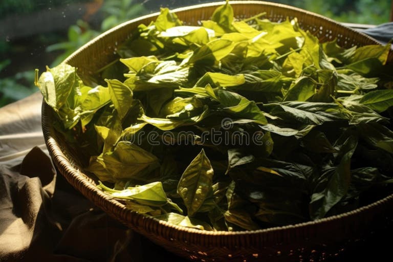 Sunlight Shining on Freshly Picked Tea Leaves Stock Image - Image of ...