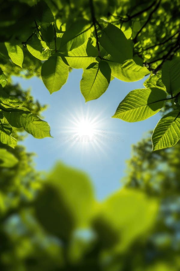 Sunlight Shining through Green Leaves in Lush Forest Canopy Stock Image ...