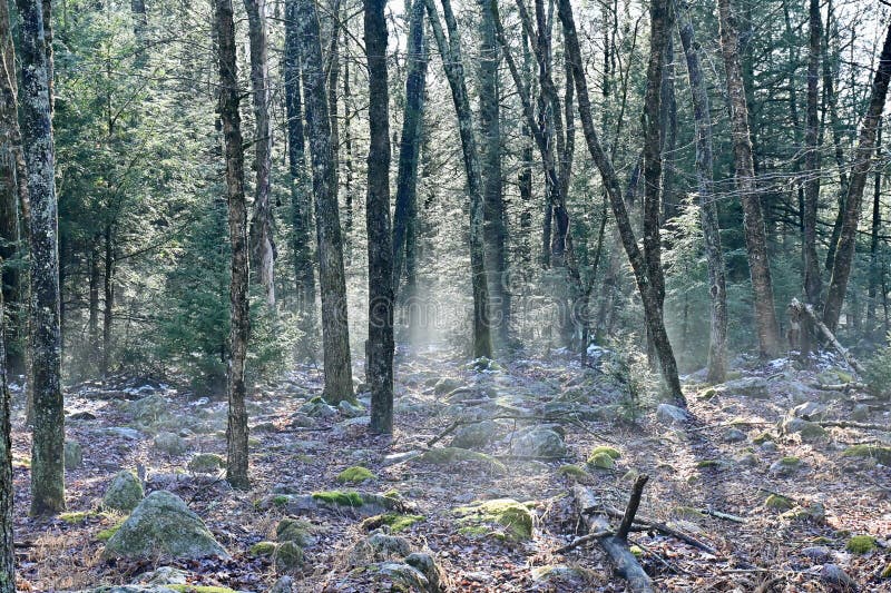 Sunlight Shining on Mist in Spring Forest Landscape Stock Photo - Image ...