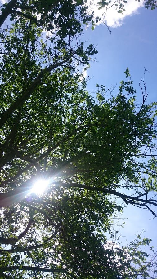 Overhead Tree with Sunlight Stock Photo - Image of sunlight, overhead ...