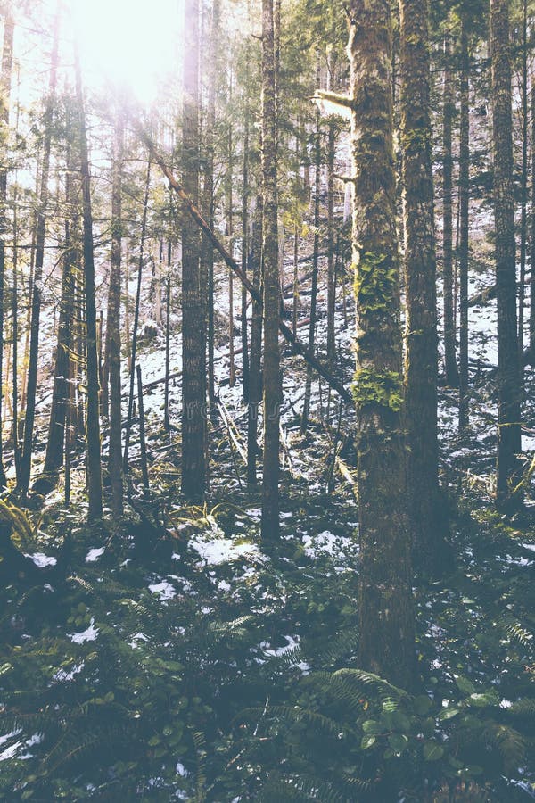 Sunlight Shining through Tall Thin Trees in a Forest Stock Photo ...