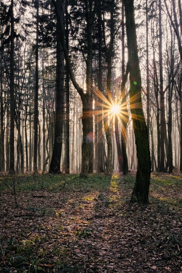 Sunlight Shining through Tall Trees in a Quiet Forest Stock Photo ...