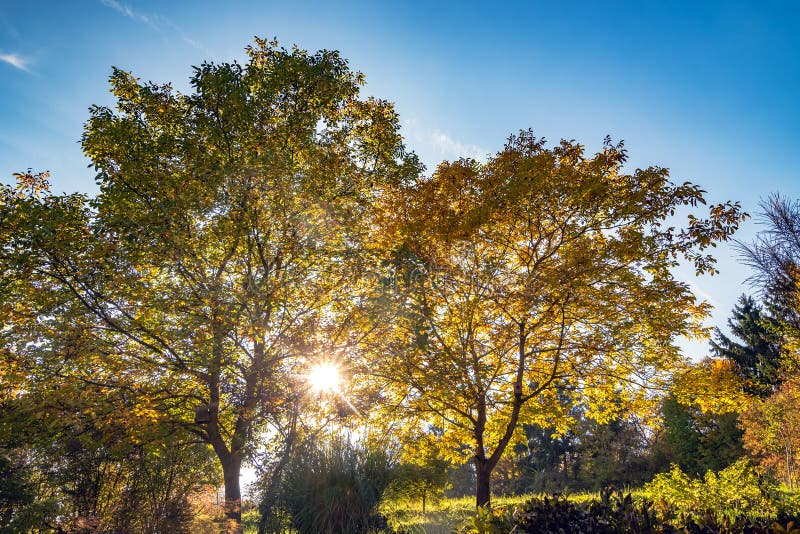Sunlight Shining through Tree Branches and Leaves Stock Image - Image ...