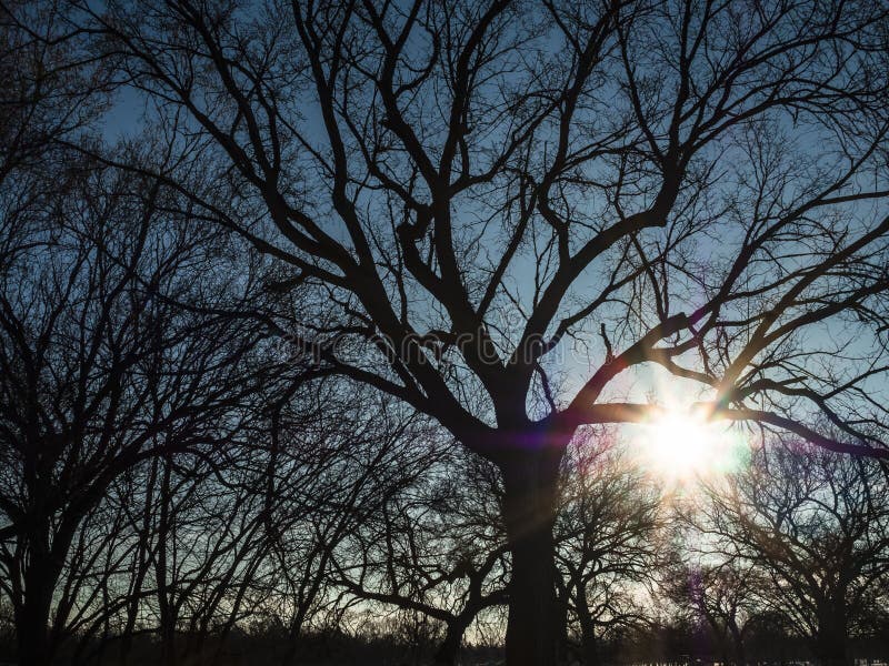 Sunlight Shining through Tree Branches Stock Image - Image of outdoors ...