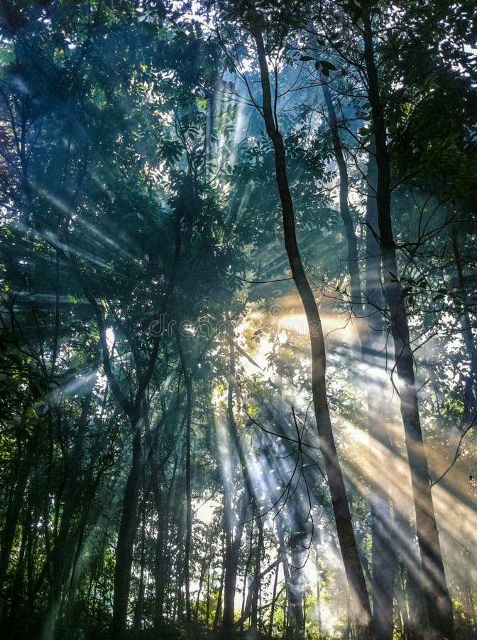 Sun Shining Through Treetops Stock Image - Image of plants, sunlight ...