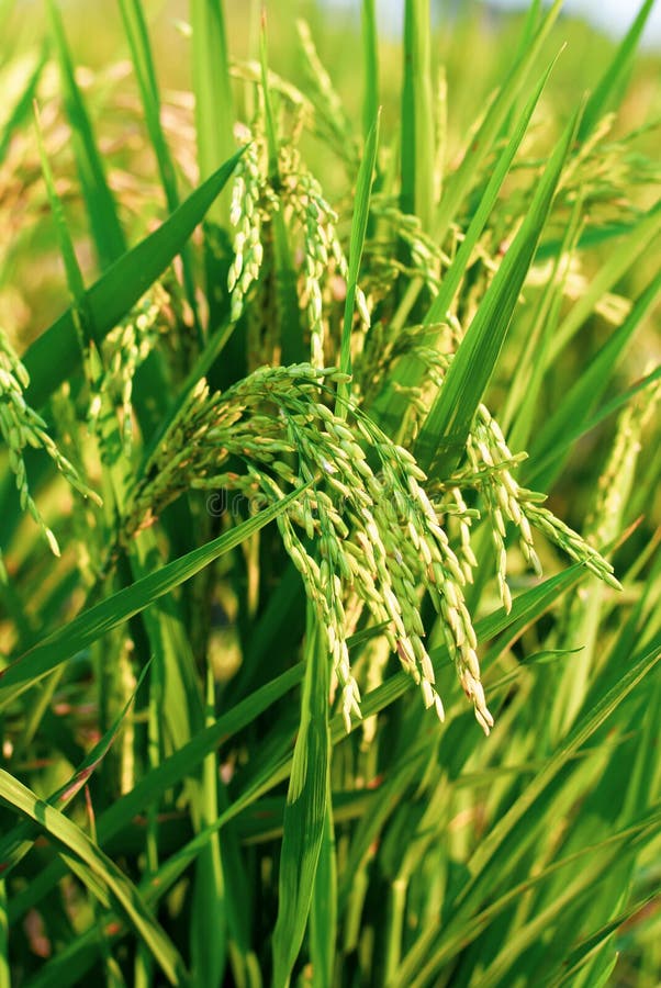 Sunlight Shone on the Rice Plants and the Ears of Rice in the Fields ...
