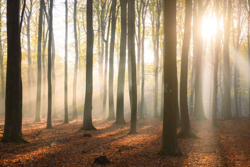 Sunlight Showering the Tall Tree Trunks in a Dense Forest Covered in ...