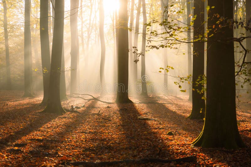 Sunlight Showering the Tall Tree Trunks in a Dense Forest Covered in ...