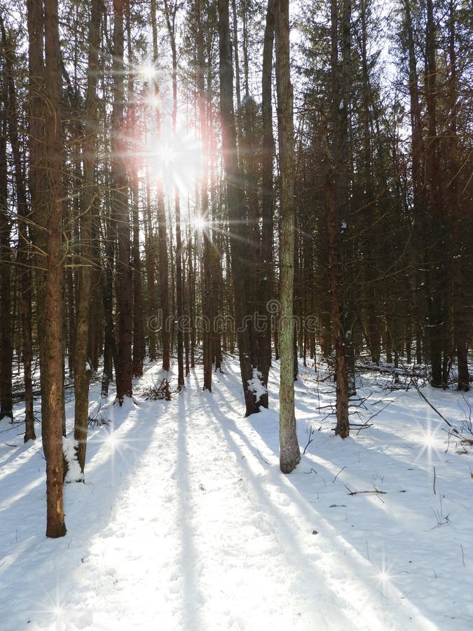 Sunlight Sparkles in Winter Snow during a Cold Weather Forest Woods ...