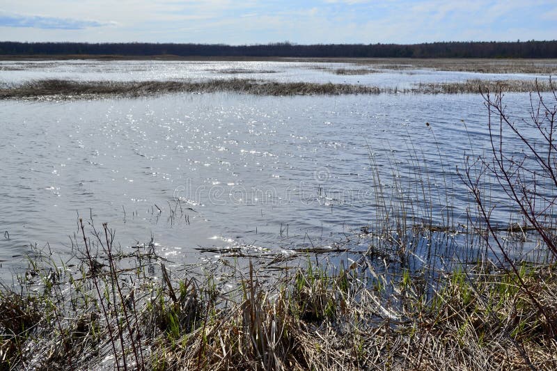 Sunlight Sparkling on Water Surface Along Lakeshore at Tiny Marsh Stock ...